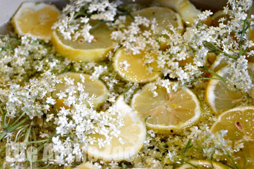 Easy Elderflower Cordial Recipe Life At The Zoo